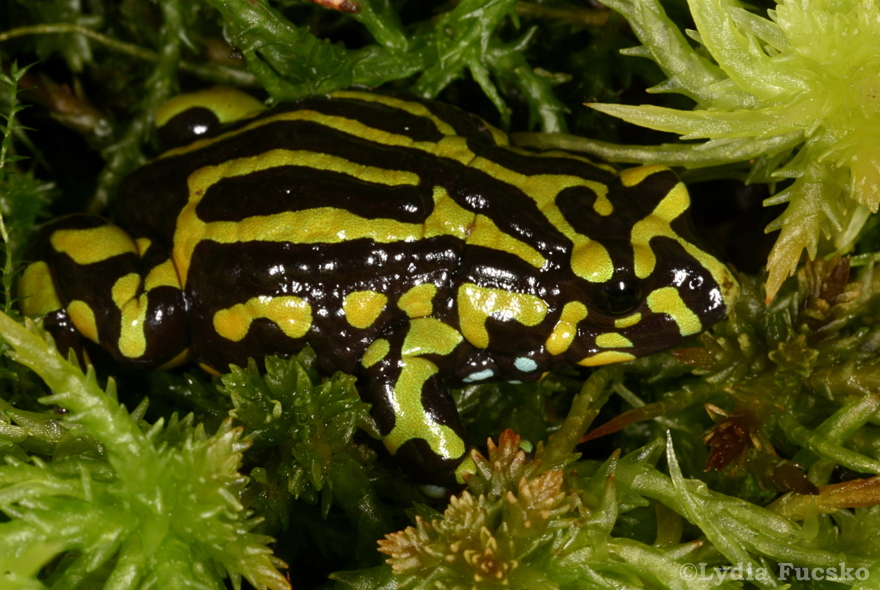 Northern Corroboree Frog (Pseudophryne pengilleyi) – Gallery of ...