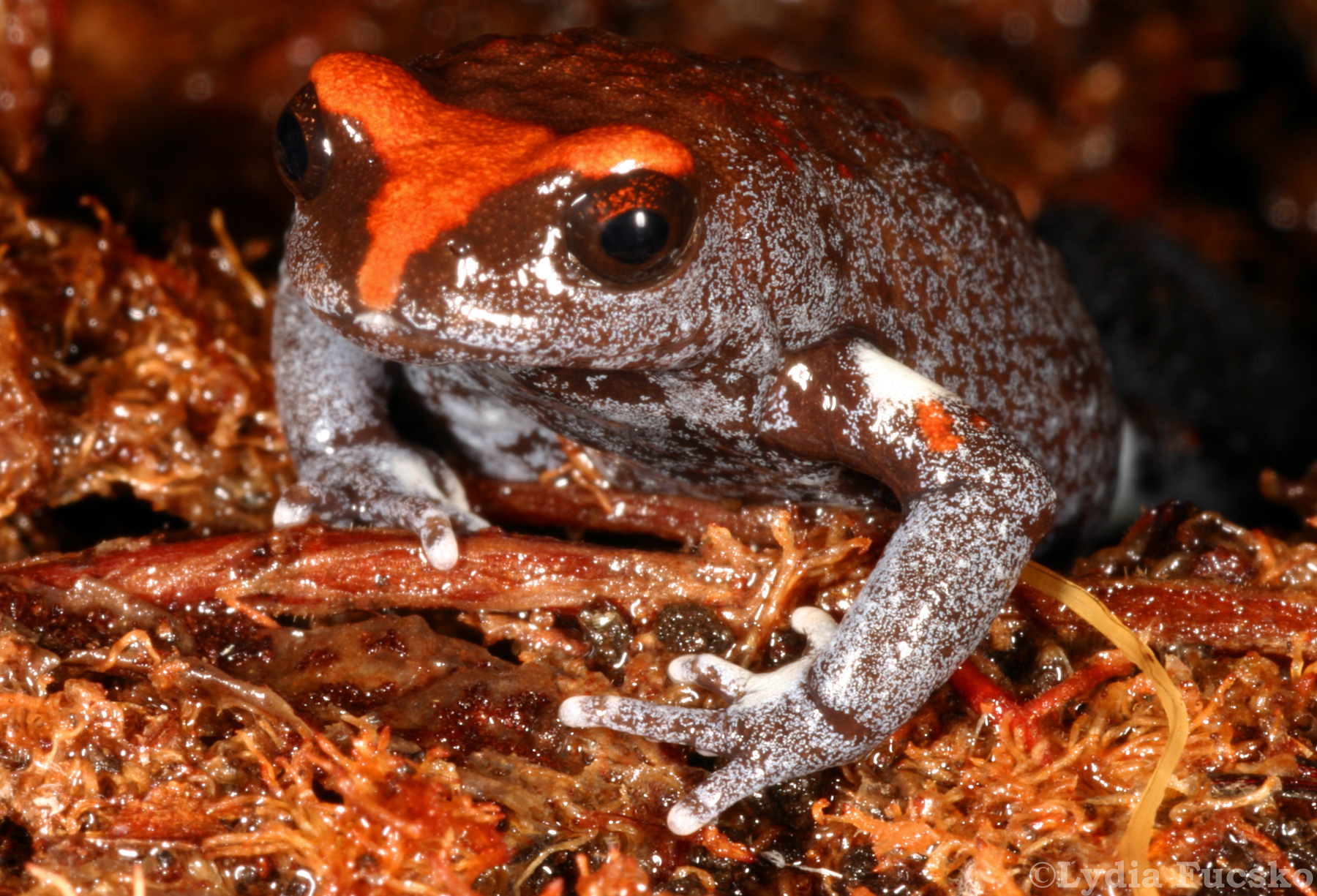 Red-crowned Toadlet (Pseudophryne australis) – Gallery of Folklore ...